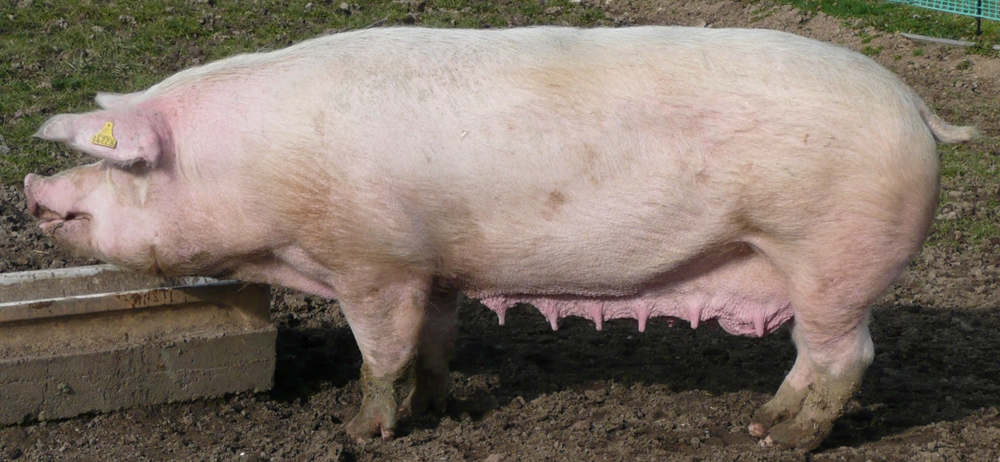 Raza Hampshire | Razas Porcinas - Cría y Producción Porcina y de Carne