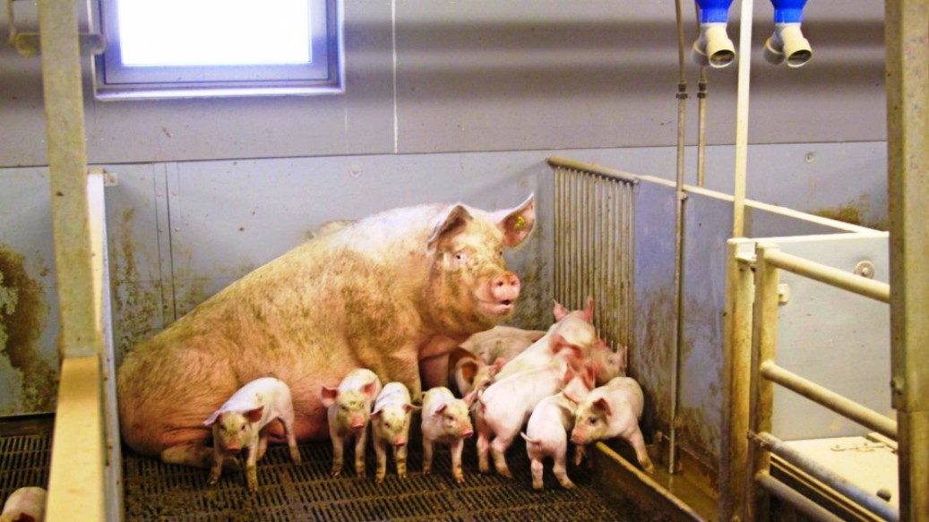 ¿Como se relaciona la ingestión voluntaria de la cerda lactante con la ...