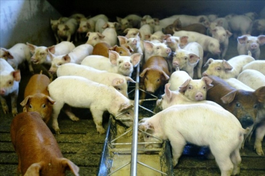 Alimentación de los lechones en la fase del postdestete | Razas ...