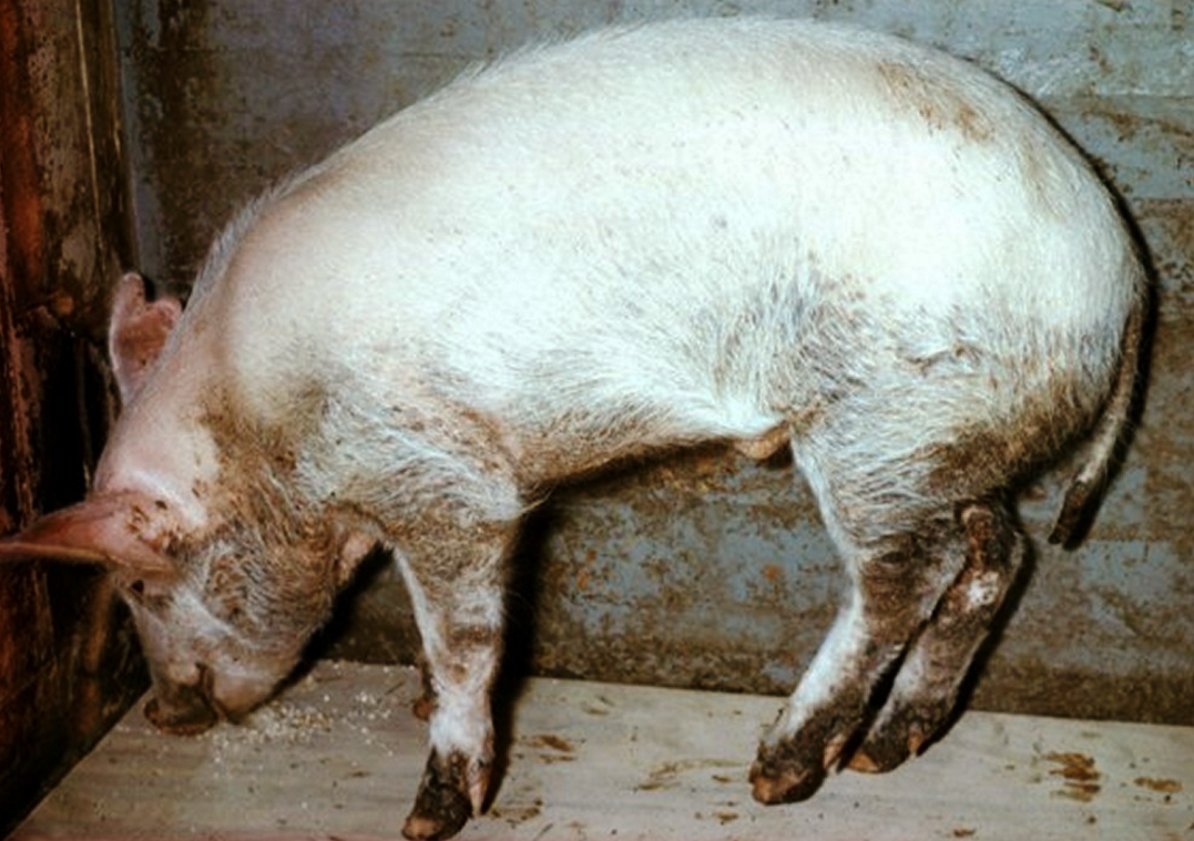 La Paraqueratosis Porcina, una enfermedad de deficiencia nutricional ...