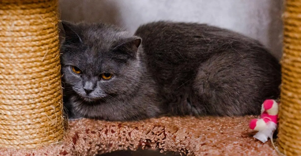 PIF CHEZ LE CHAT : 7 Techniques Pour Cette Menace Mortelle