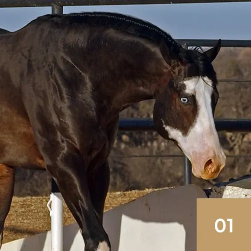APHA World Show Leading Sires, an article published on StallionCompare ...