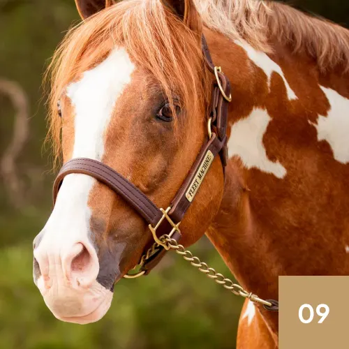 APHA World Show Leading Sires, an article published on StallionCompare ...