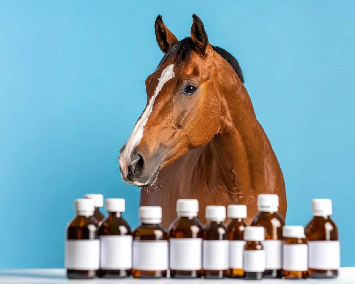 Understanding AQHA’s 2025 Drug Rule & Medication Guidelines: What Horse ...