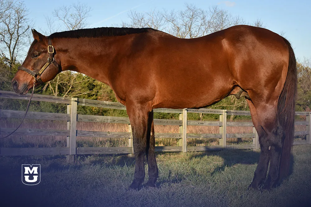 Absolute Asset: The Jewel of MU's Equine Program, an article published ...