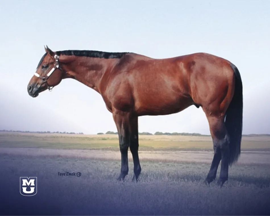 Absolute Asset: The Jewel of MU's Equine Program, an article published ...