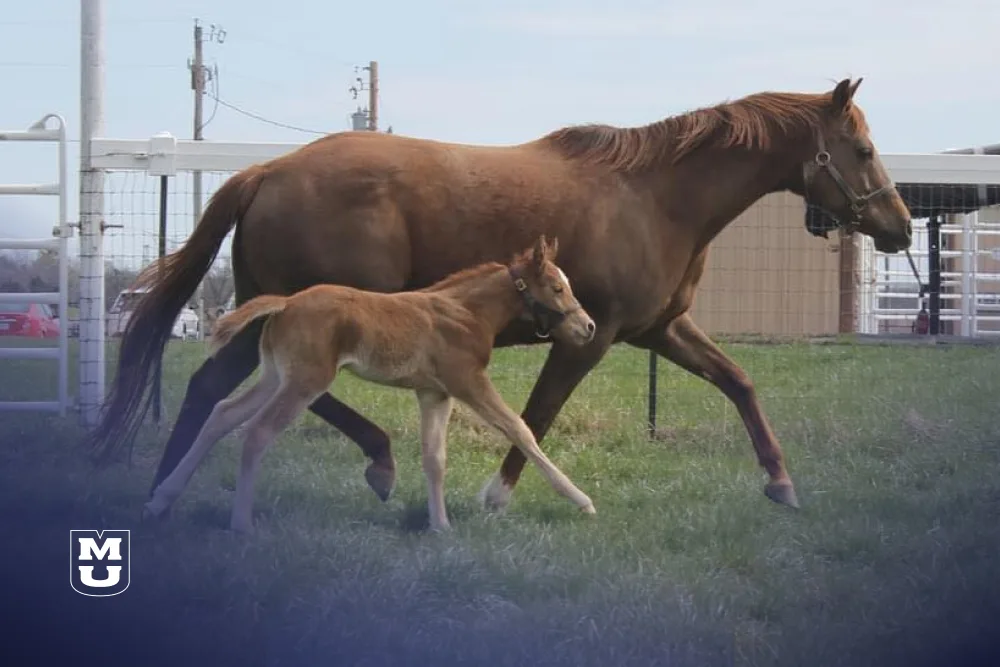 Absolute Asset: The Jewel of MU's Equine Program, an article published ...