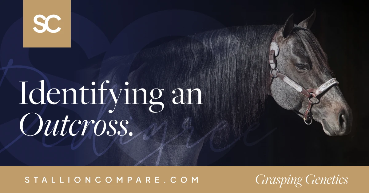 What is an outcross?, an article published on StallionCompare.com ...