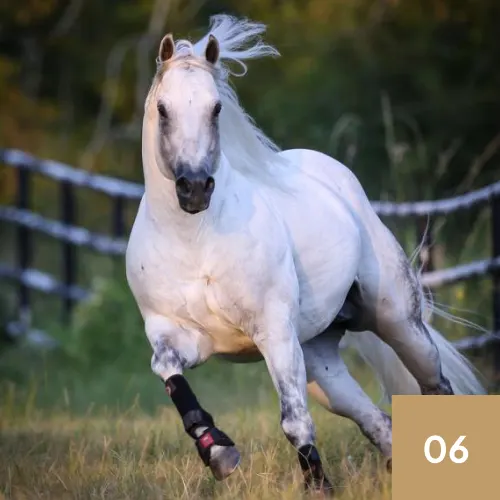 The Leading Barrel Racing Sires in Q2 2025, an article published on ...