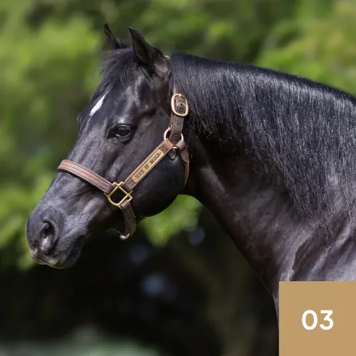 The Leading Barrel Racing Sires in Q2 2025, an article published on ...