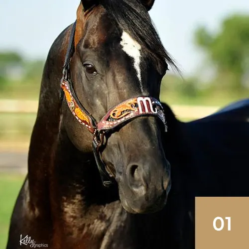 The Leading Barrel Racing Sires in Q2 2025, an article published on ...