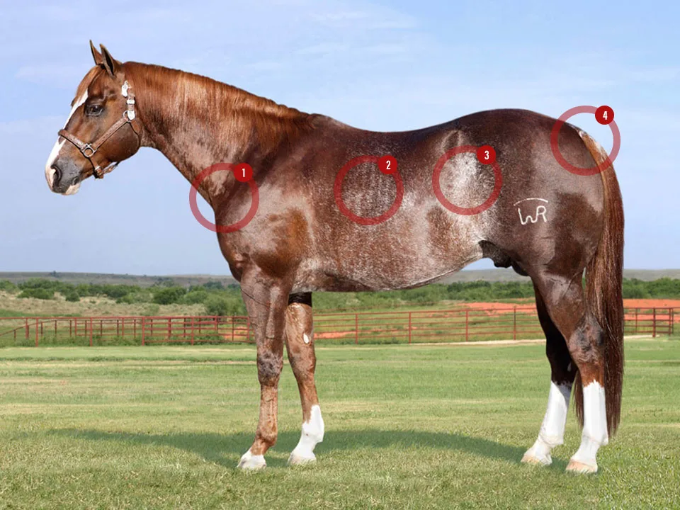 Roan vs Roaning: What's the difference?, an article published on ...