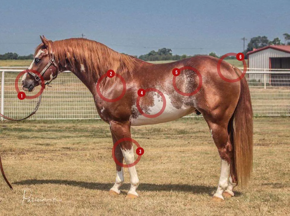 Roan vs Roaning: What's the difference?, an article published on ...