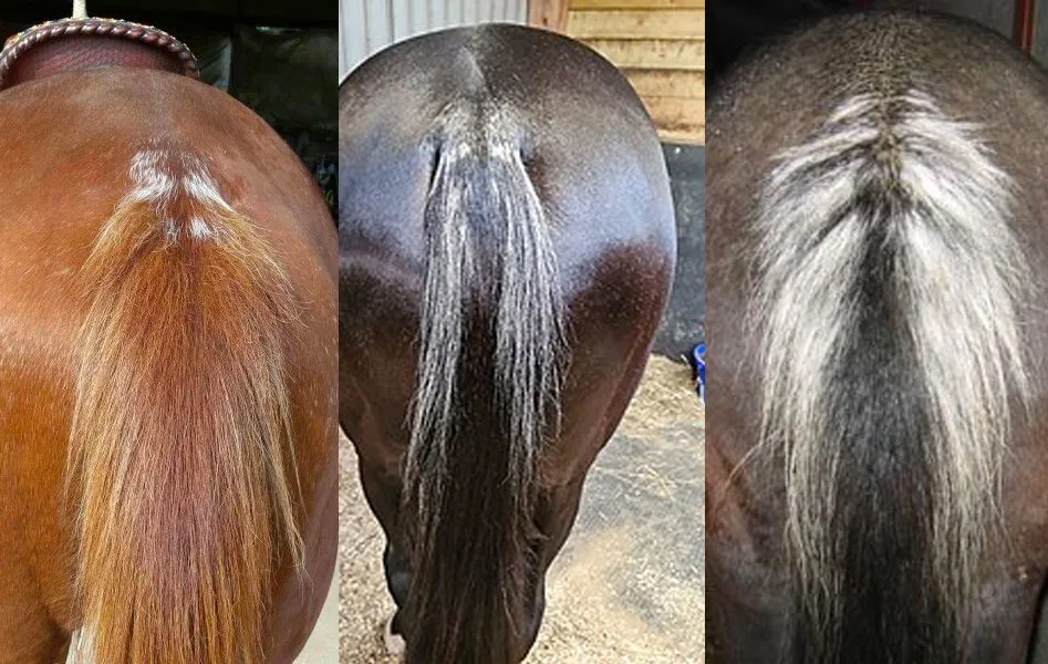 Roan vs Roaning: What's the difference?, an article published on ...