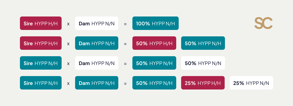 HYPP in Quarter Horses: A History Worth Understanding, an article ...