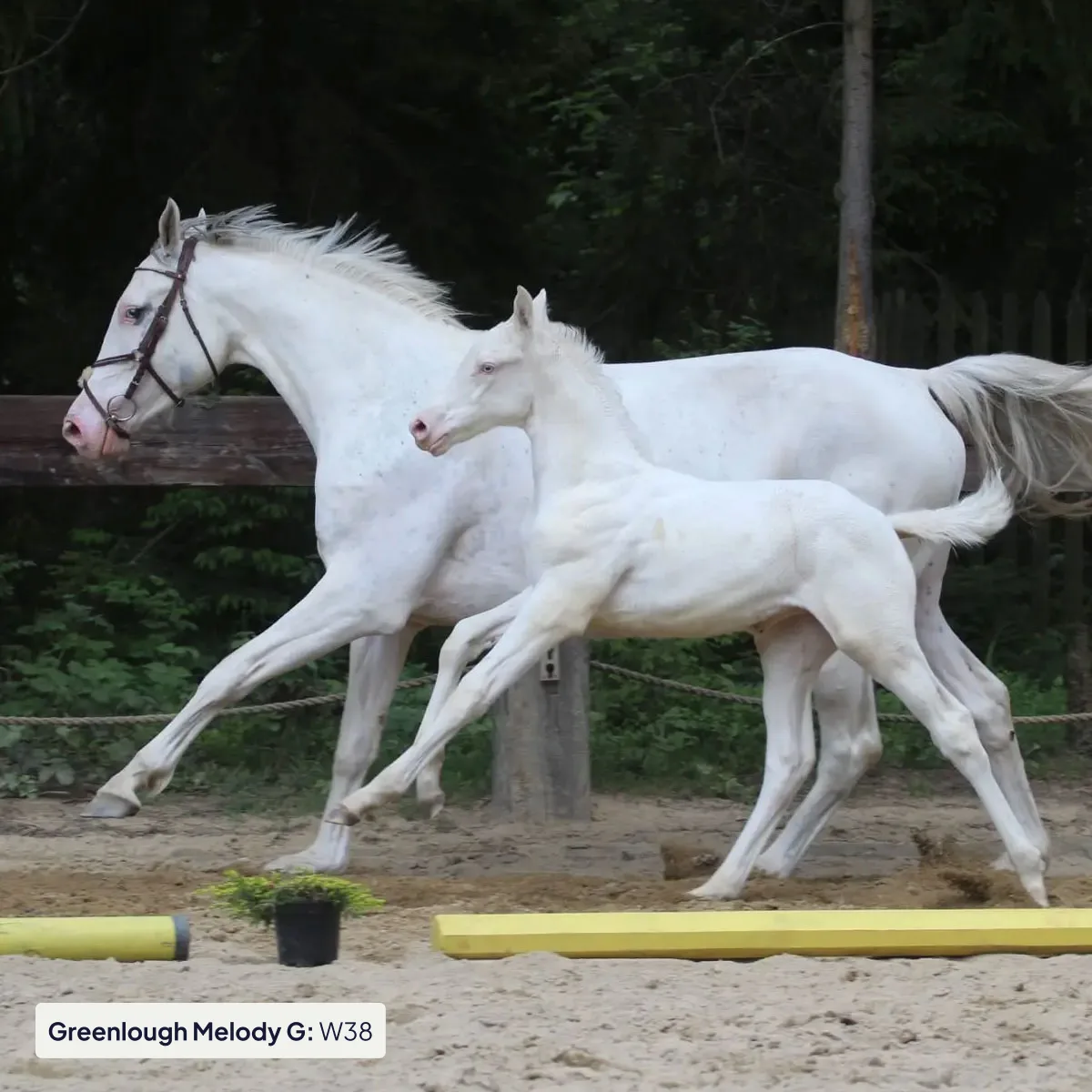 New Genetic Breakthrough: Etalon Identifies Three New Dominant White ...