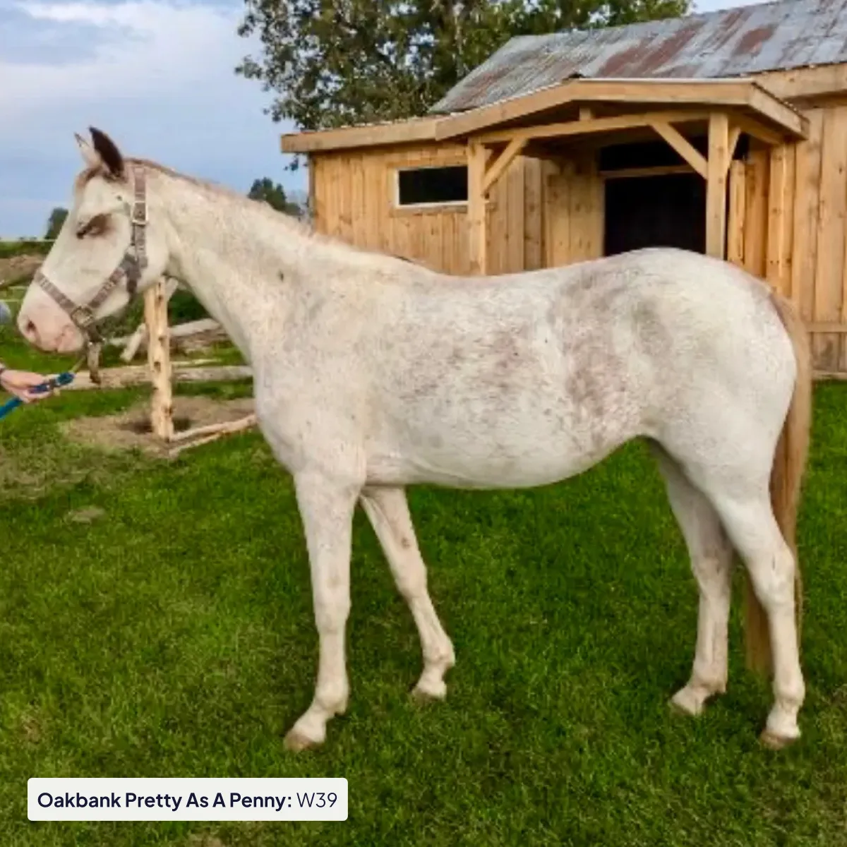 New Genetic Breakthrough: Etalon Identifies Three New Dominant White ...