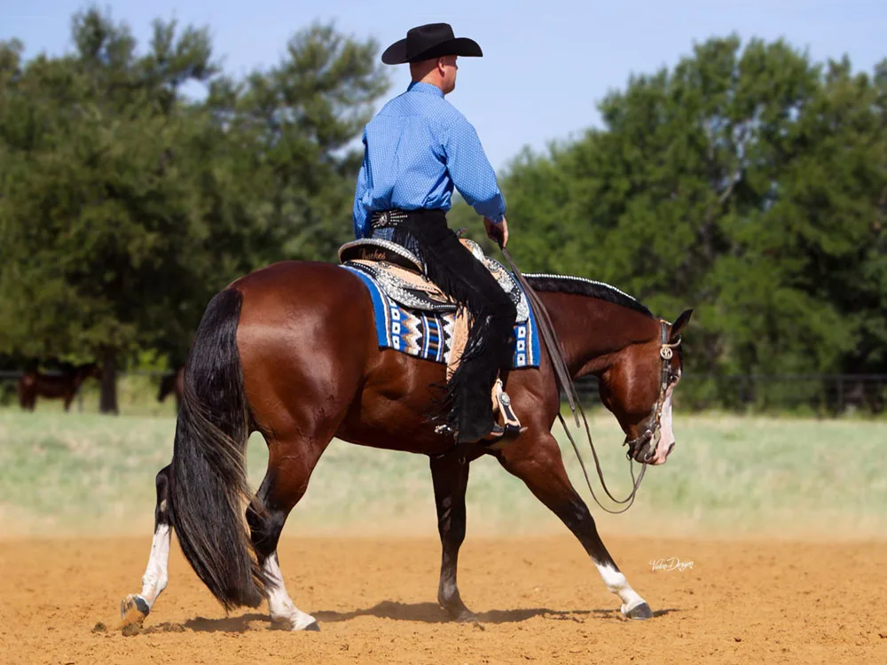 A Ghost Machine Quarter Horse (AQHA /APHA) Stallion Listing | A Ghost ...