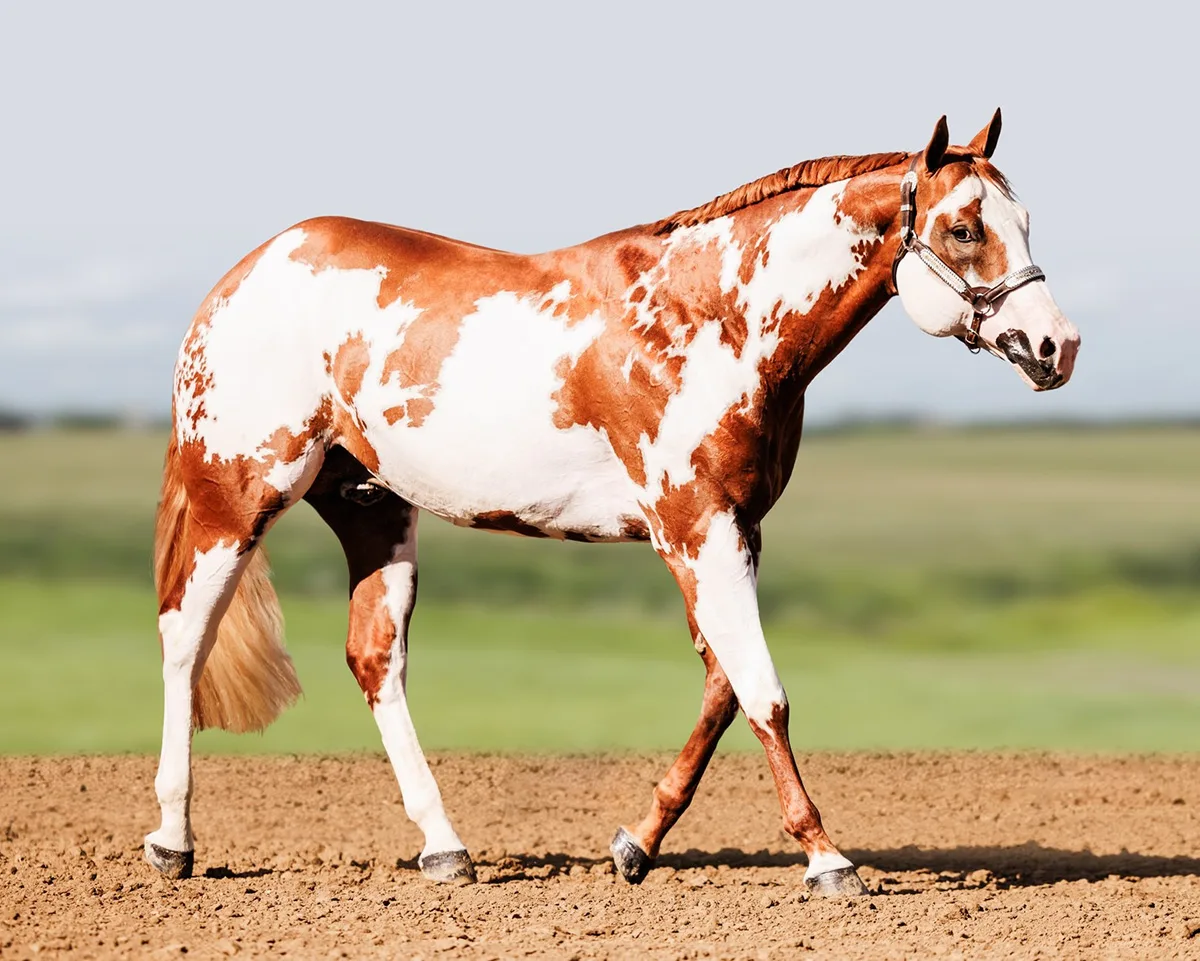 A Real Code Red Paint Horse (APHA) Stallion Listing | A Real Code Red ...