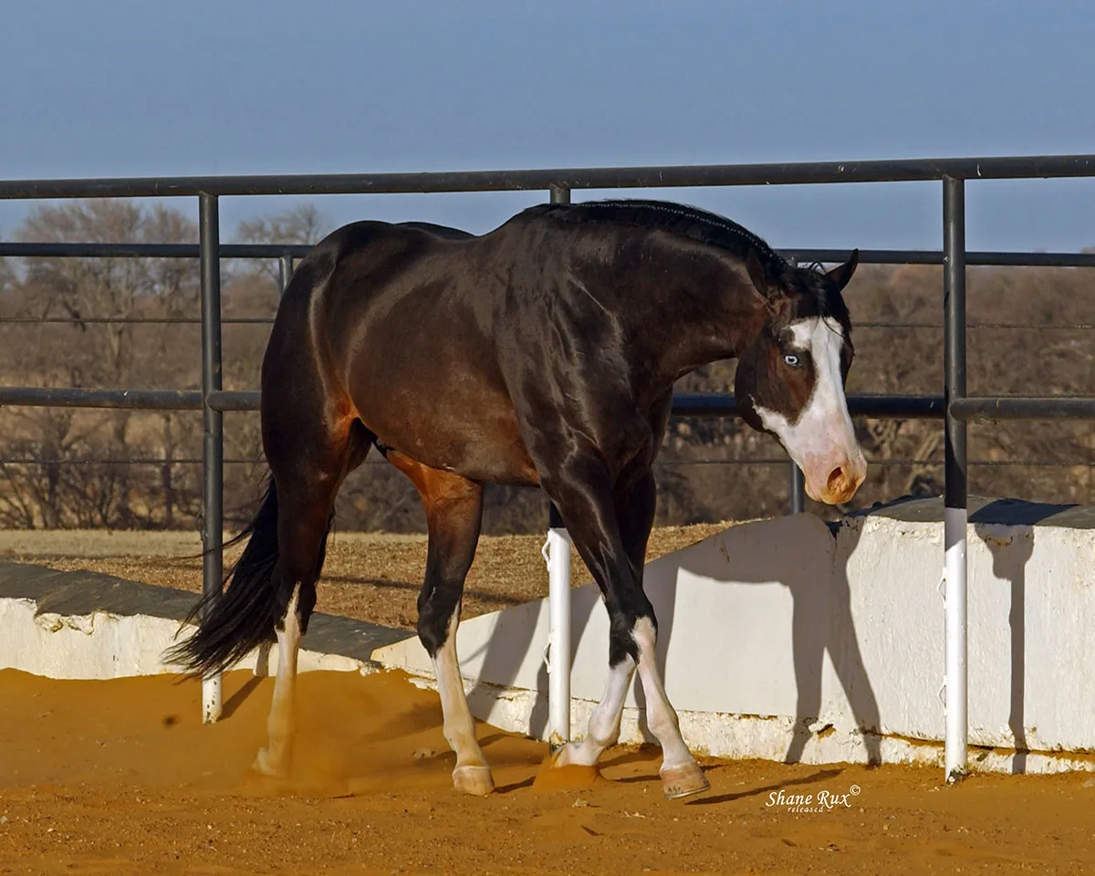 All Time Fancy Paint Horse (APHA) Stallion Listing | All Time Fancy ...