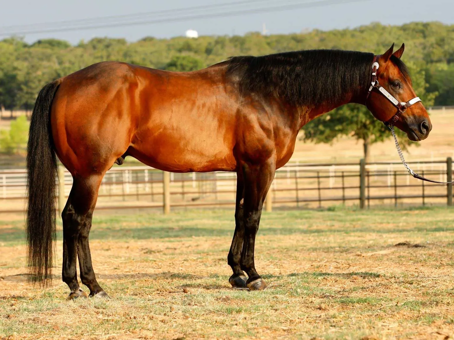 Batt Man Quarter Horse (AQHA ) Stallion Listing | Batt Man Stud Fee | Batt Man Pedigree ...