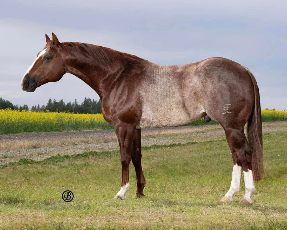 Blue Light District Quarter Horse (AQHA /APHA) Stallion Listing | Blue ...