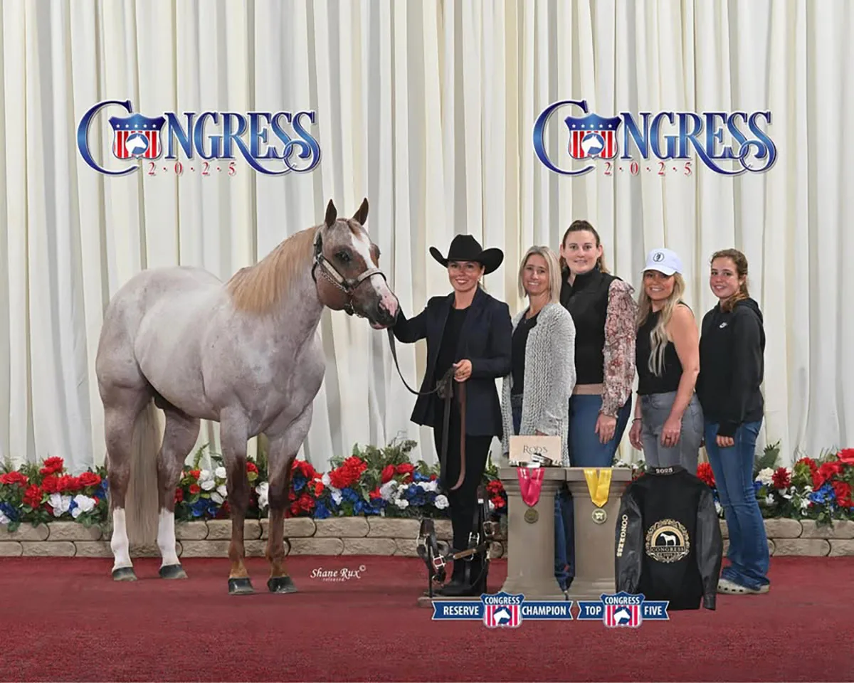 Capitol Gain Quarter Horse (AQHA /APHA) Stallion Listing | Capitol Gain ...