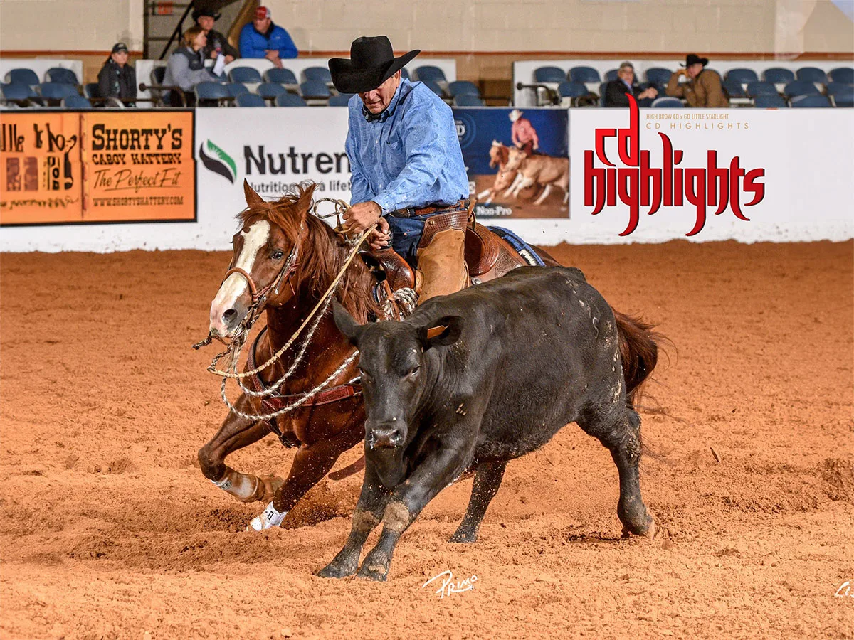 CD Highlights Quarter Horse (AQHA ) Stallion Listing | CD Highlights ...