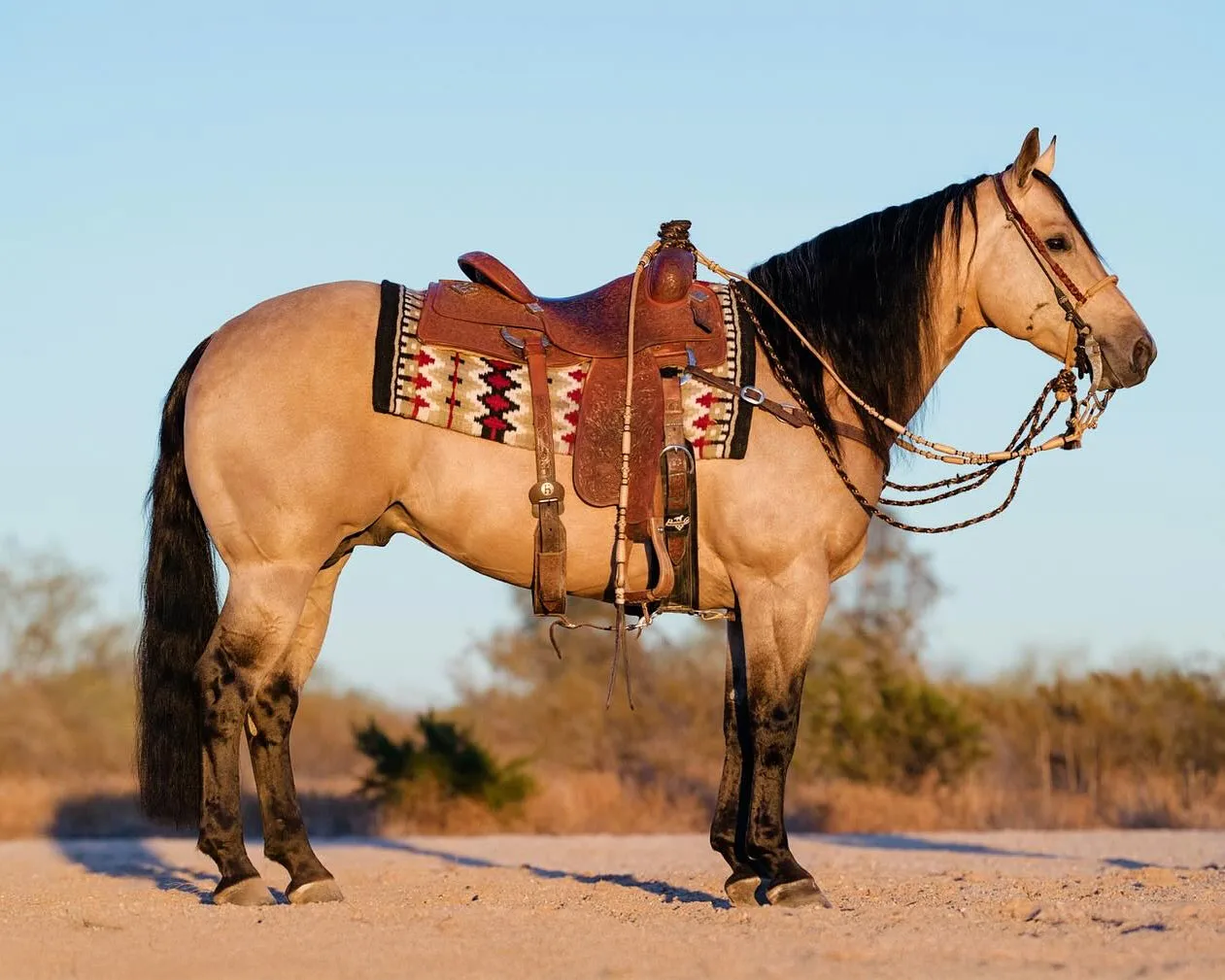 Cee My Special Nite Quarter Horse (AQHA ) Stallion Listing | Cee My ...