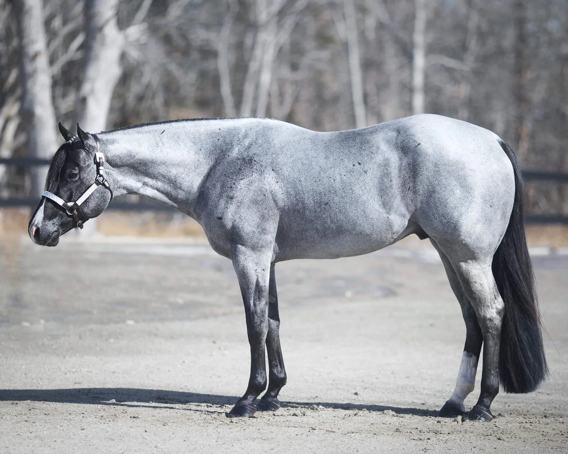 CFB ReVitalyzed Quarter Horse (AQHA /APHA) Stallion Listing | CFB ...