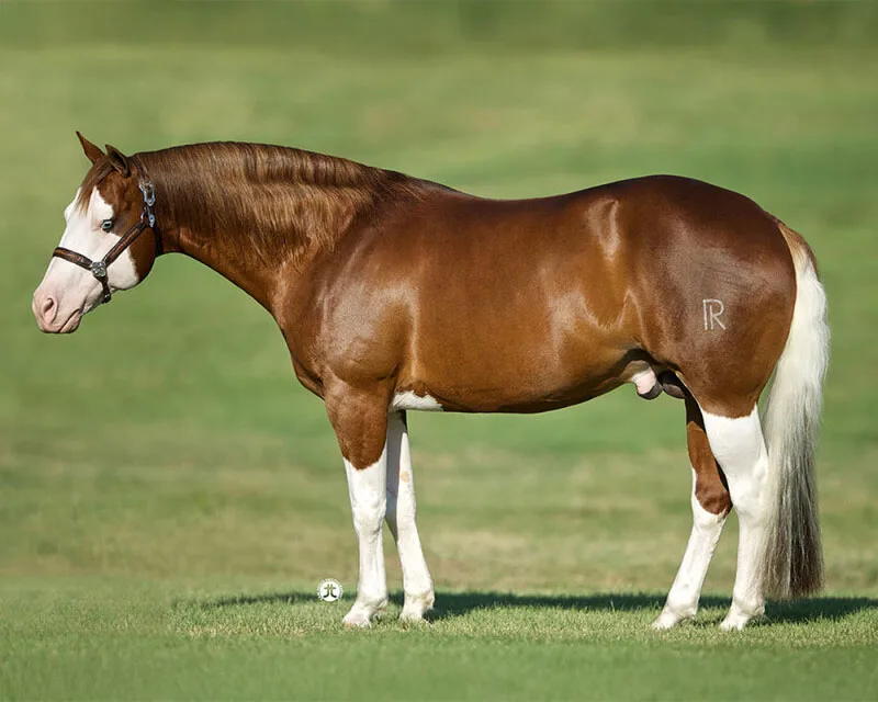 Colonels Shining Gun Quarter Horse (AQHA /APHA) Stallion Listing ...