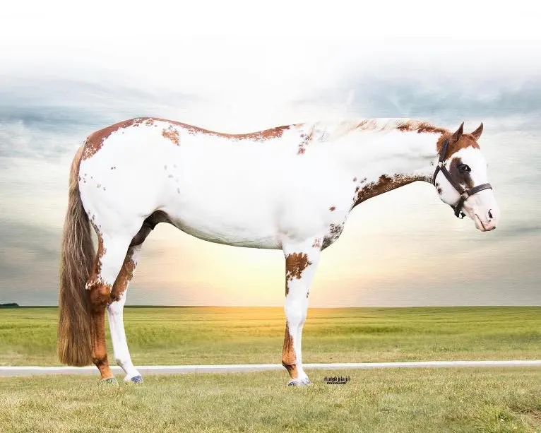CR Good Machine Paint Horse (APHA) Stallion Listing | CR Good Machine ...