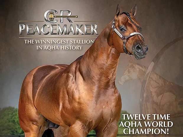 CR Peacemaker Quarter Horse (AQHA ) Stallion Listing | CR Peacemaker ...