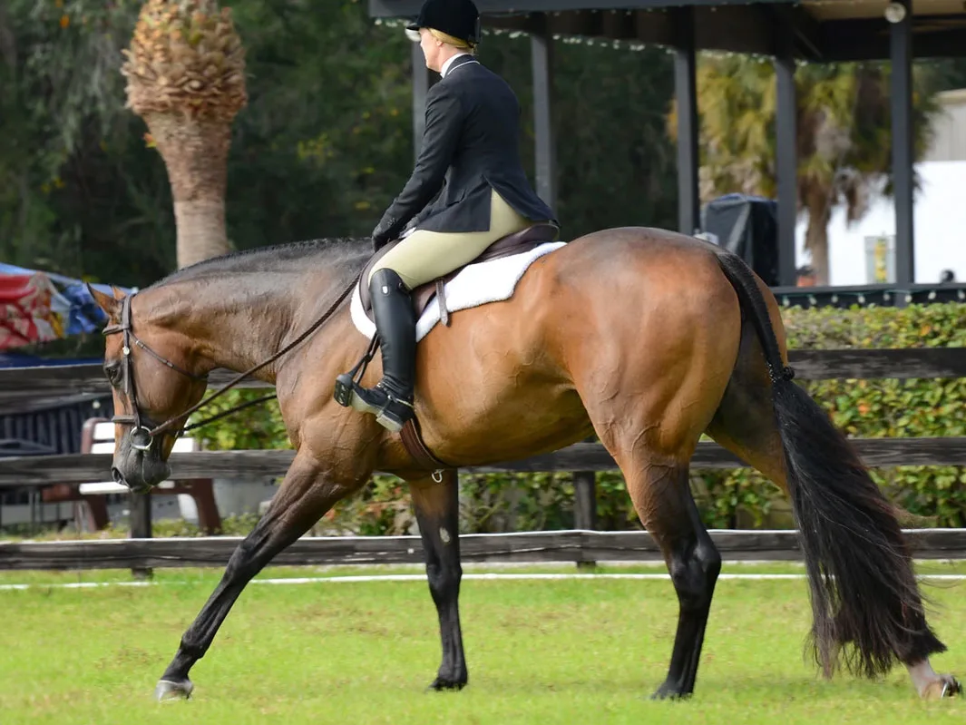 DGS Vintage Quarter Horse (AQHA ) Stallion Listing | DGS Vintage Stud ...