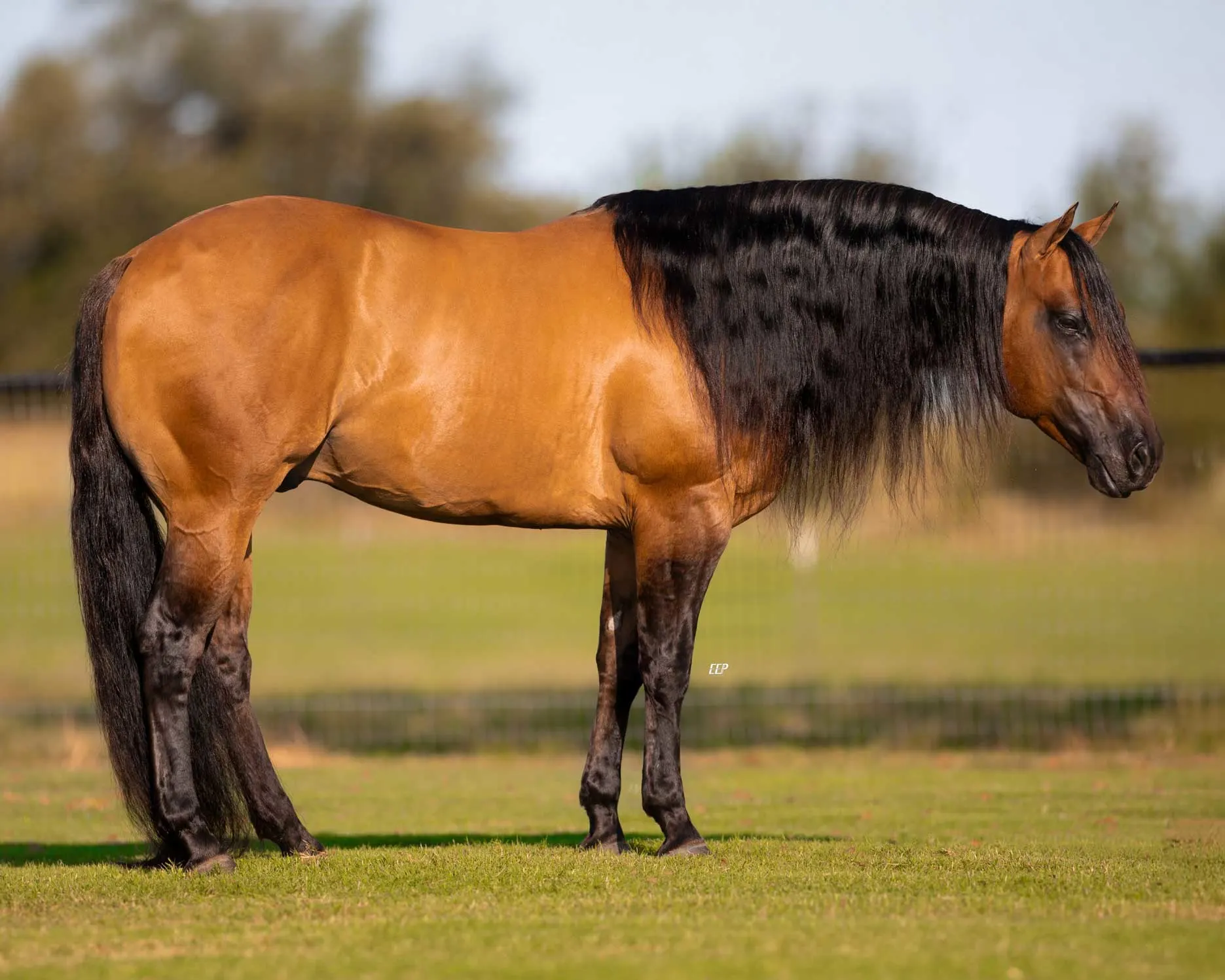 Dual Equis Quarter Horse (AQHA ) Stallion Listing | Dual Equis Stud Fee ...