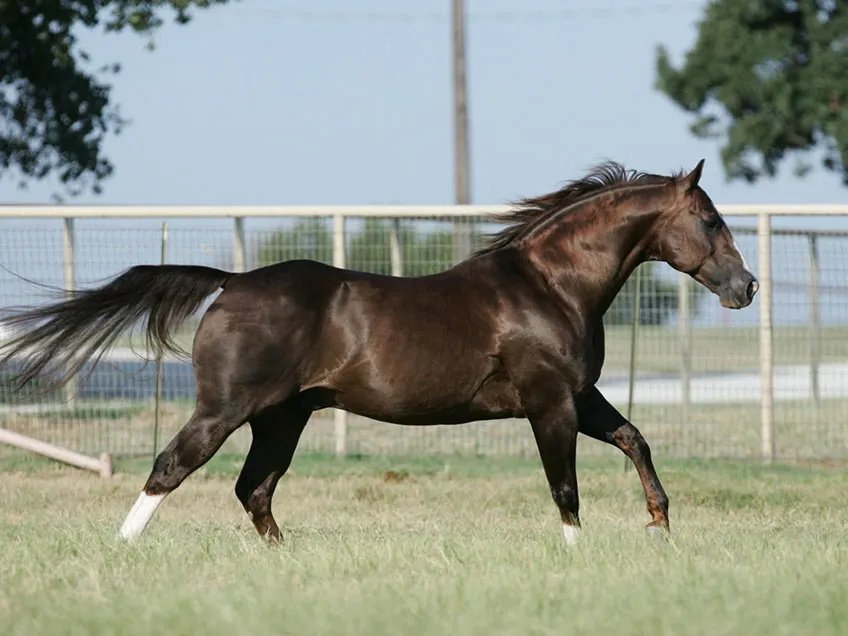 Dual Pep Quarter Horse (AQHA ) Stallion Listing | Dual Pep Stud Fee ...