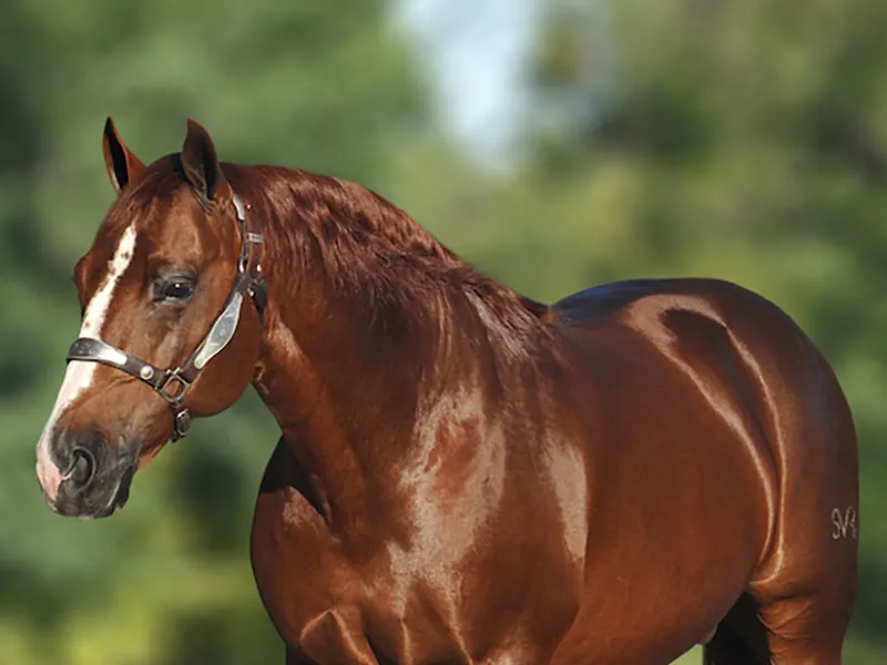 Dual Smart Rey Quarter Horse (AQHA ) Stallion Listing | Dual Smart Rey ...