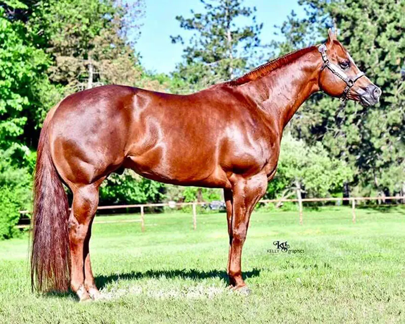Ecredible Quarter Horse (AQHA ) Stallion Listing | Ecredible Stud Fee ...