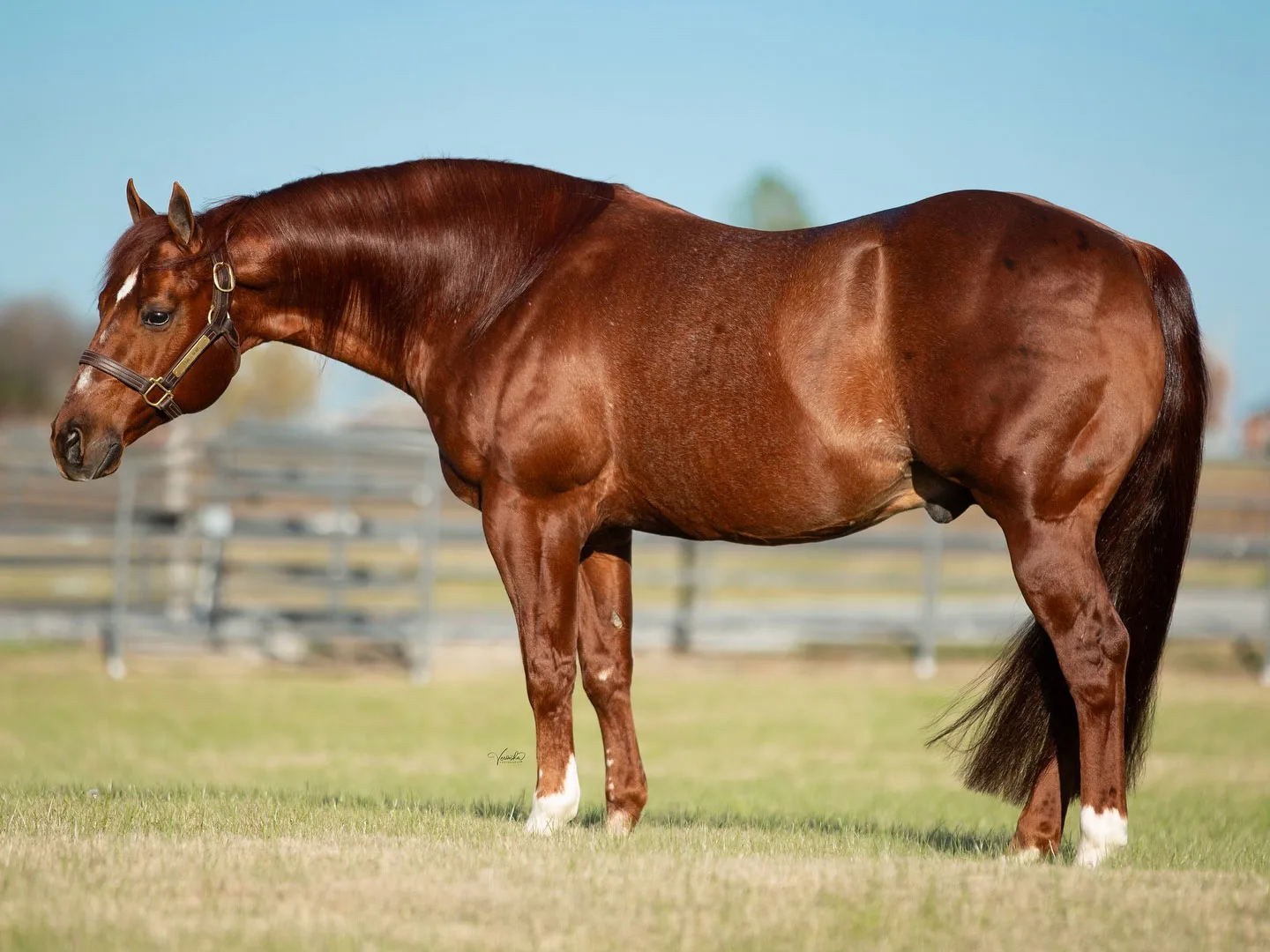 Electric Code Quarter Horse (AQHA /NRHA) Stallion Listing | Electric ...