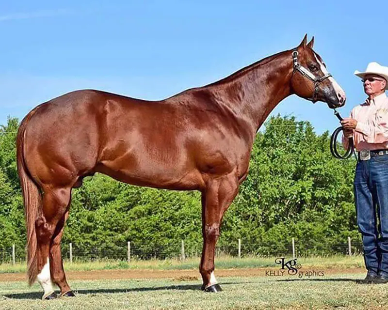 Ese A Looker Quarter Horse (AQHA ) Stallion Listing | Ese A Looker Stud ...