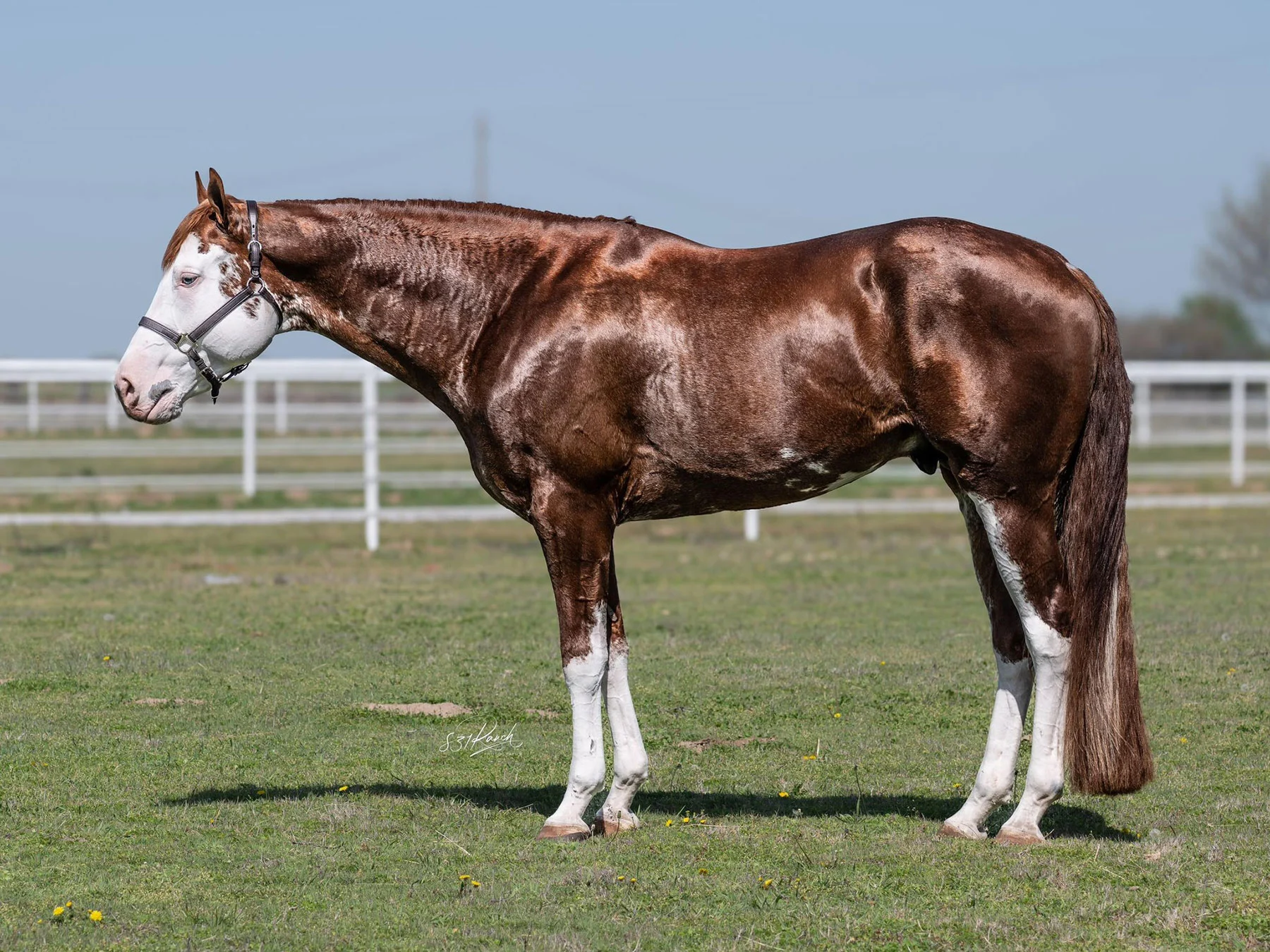 Everything And More Paint Horse (APHA) Stallion Listing | Everything ...