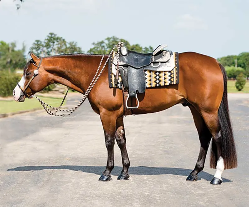 Florida Georgia Line Quarter Horse (AQHA ) Stallion Listing | Florida ...