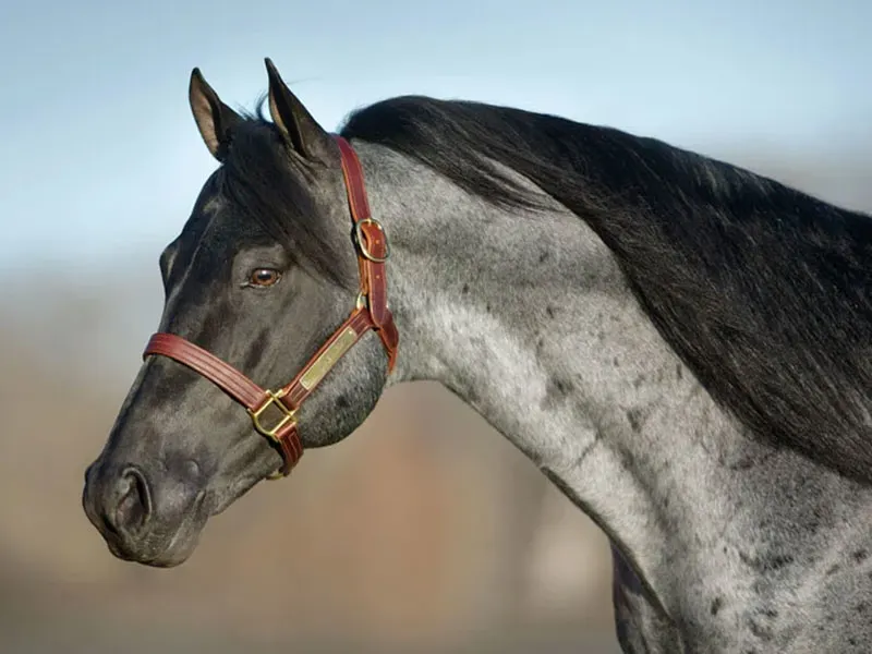 Roan vs Roaning: What's the difference?, an article published on ...