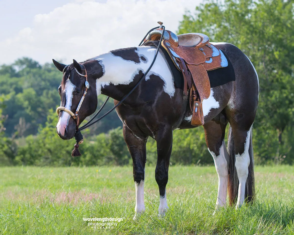 Good Cruisin Machine Paint Horse (APHA) Stallion Listing | Good Cruisin ...