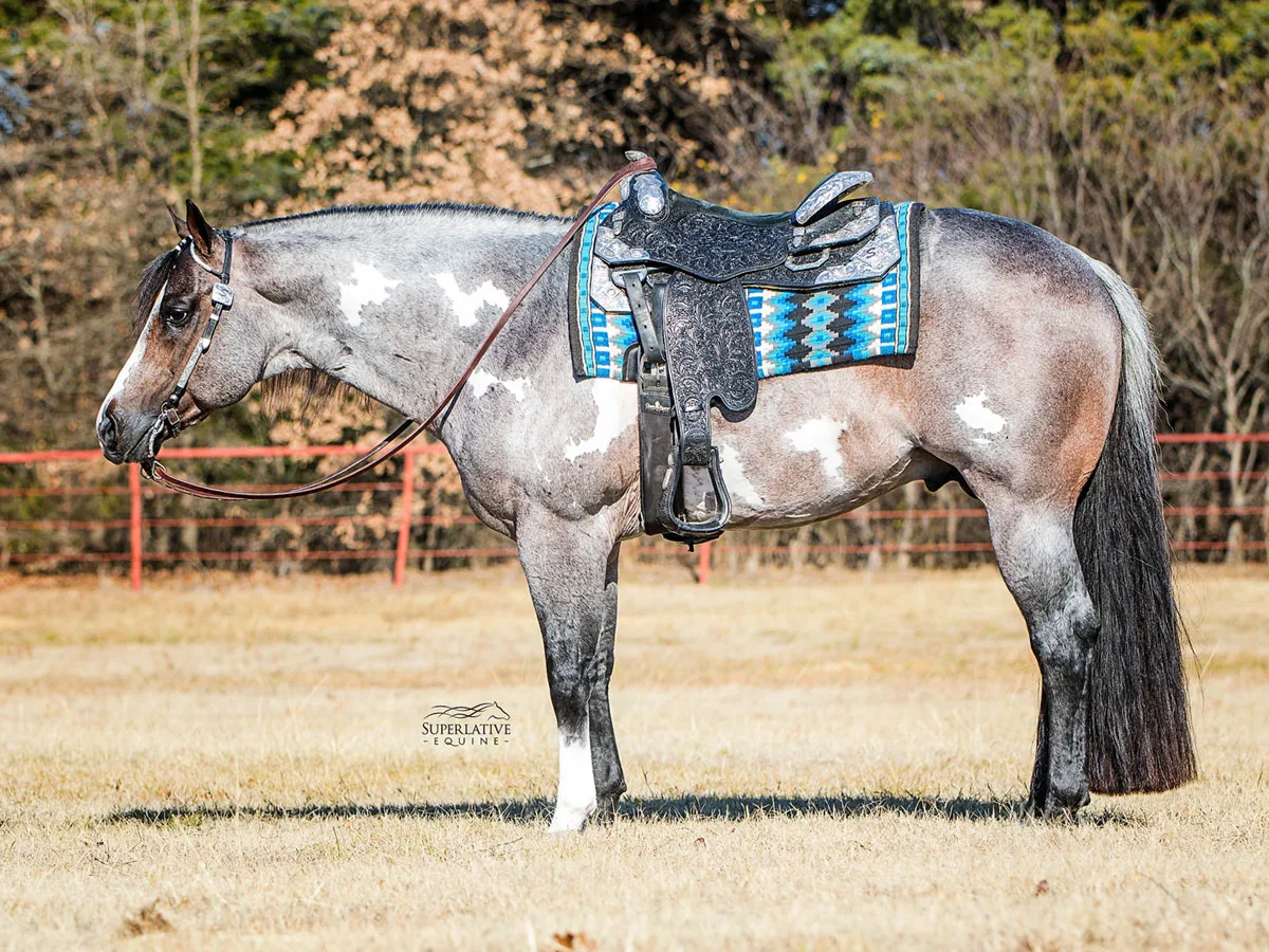 Roan vs Roaning: What's the difference?, an article published on ...