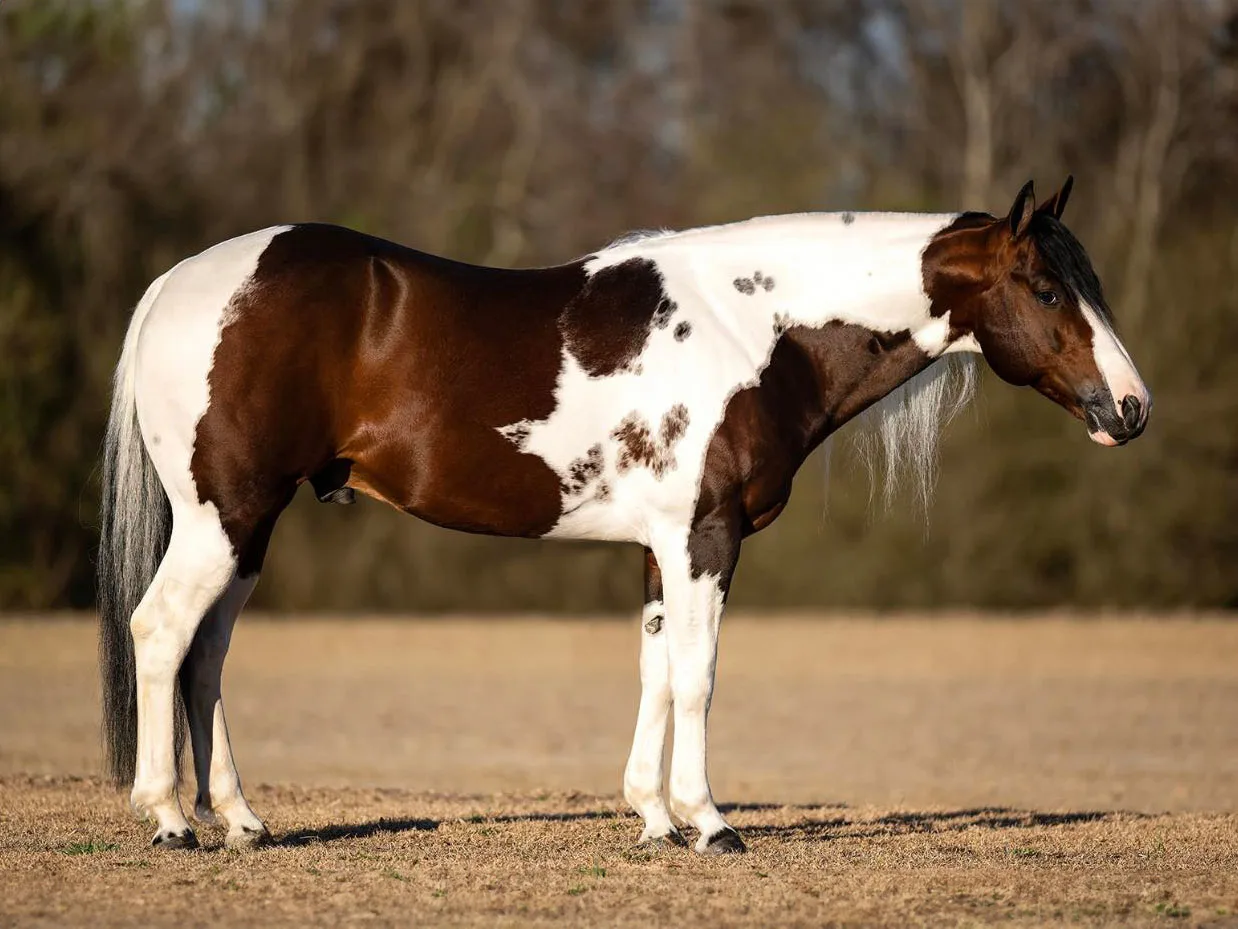 Heza Hollywood Hunk Paint Horse (APHA) Stallion Listing | Heza ...