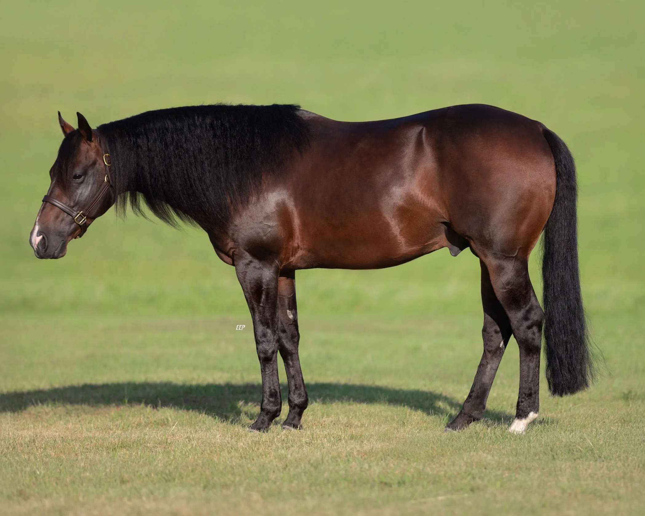 HiCaliber Cat Quarter Horse (AQHA ) Stallion Listing | HiCaliber Cat ...