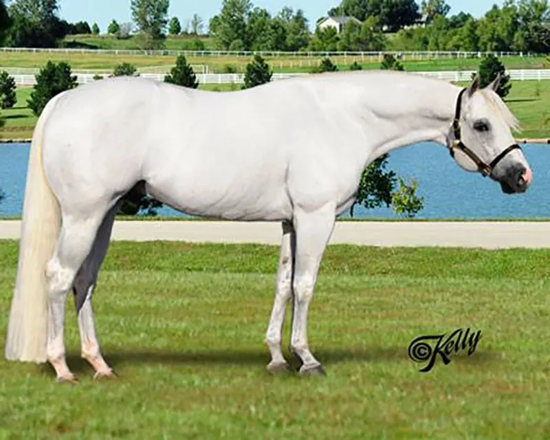 Huntin For Chocolate Quarter Horse (AQHA ) Stallion Listing | Huntin ...