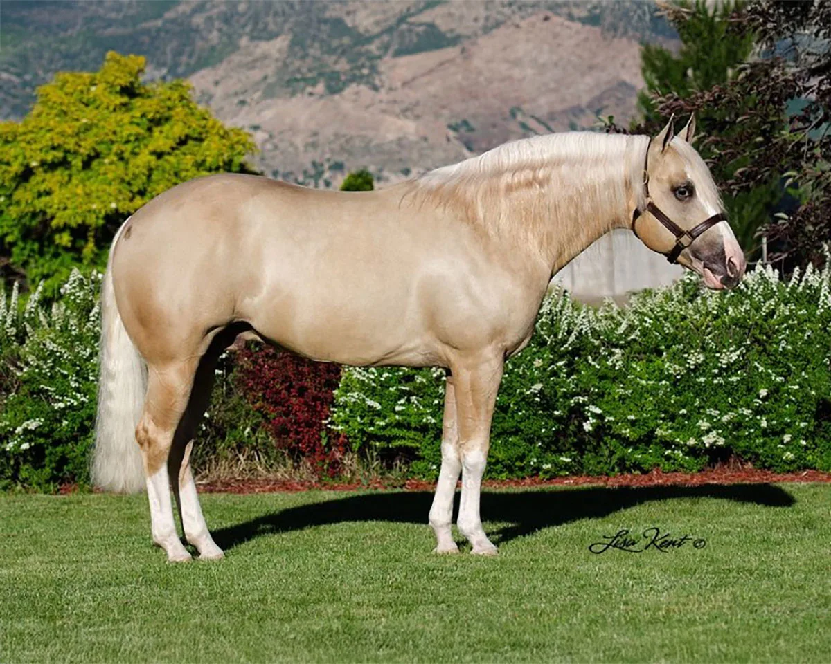 KR Gun Powder Quarter Horse (AQHA /APHA) Stallion Listing | KR Gun ...