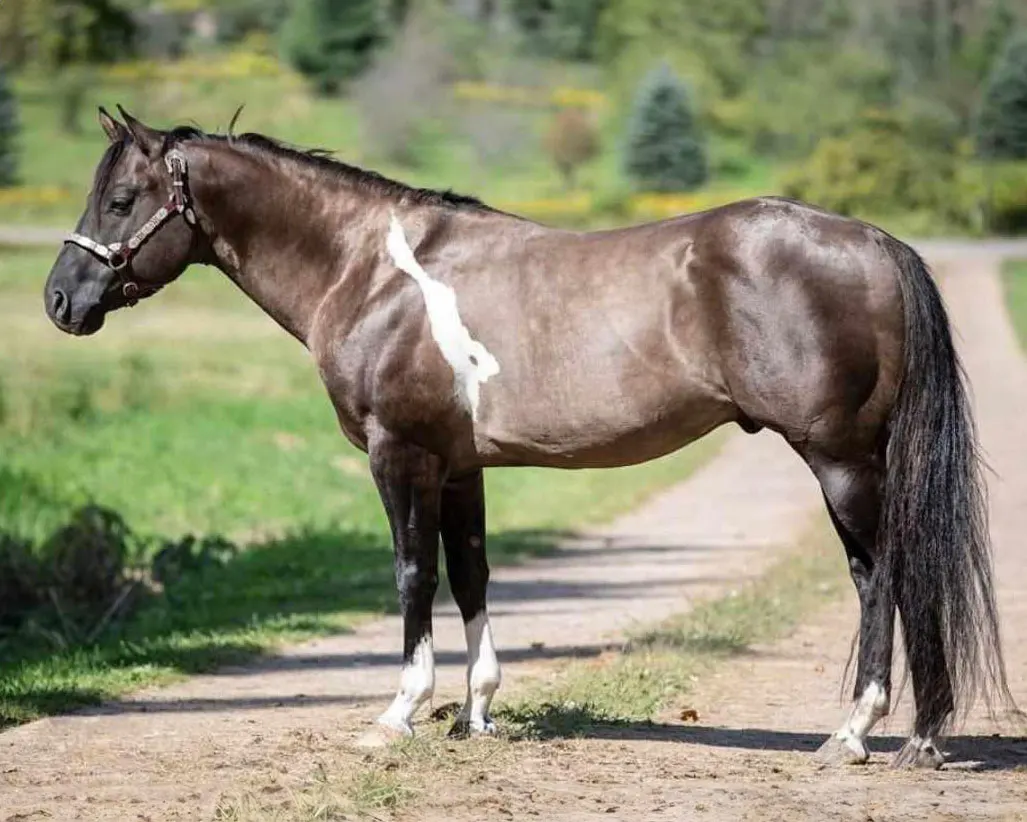 KT Blackburn Affair Paint Horse (APHA) Stallion Listing | KT Blackburn ...